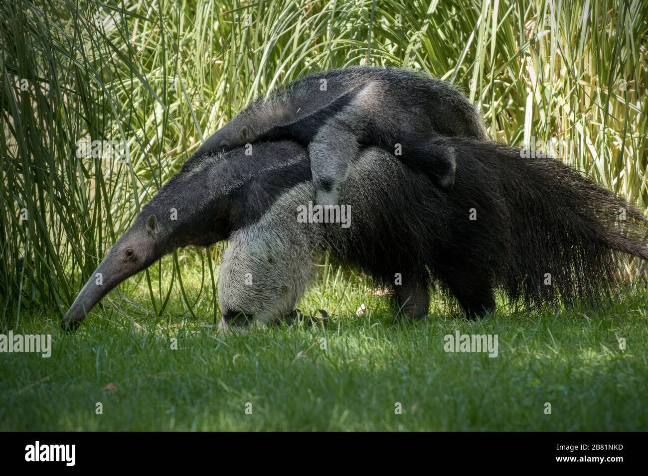 Portrait of a giant anteater carrying its calf on its back walking on ...
