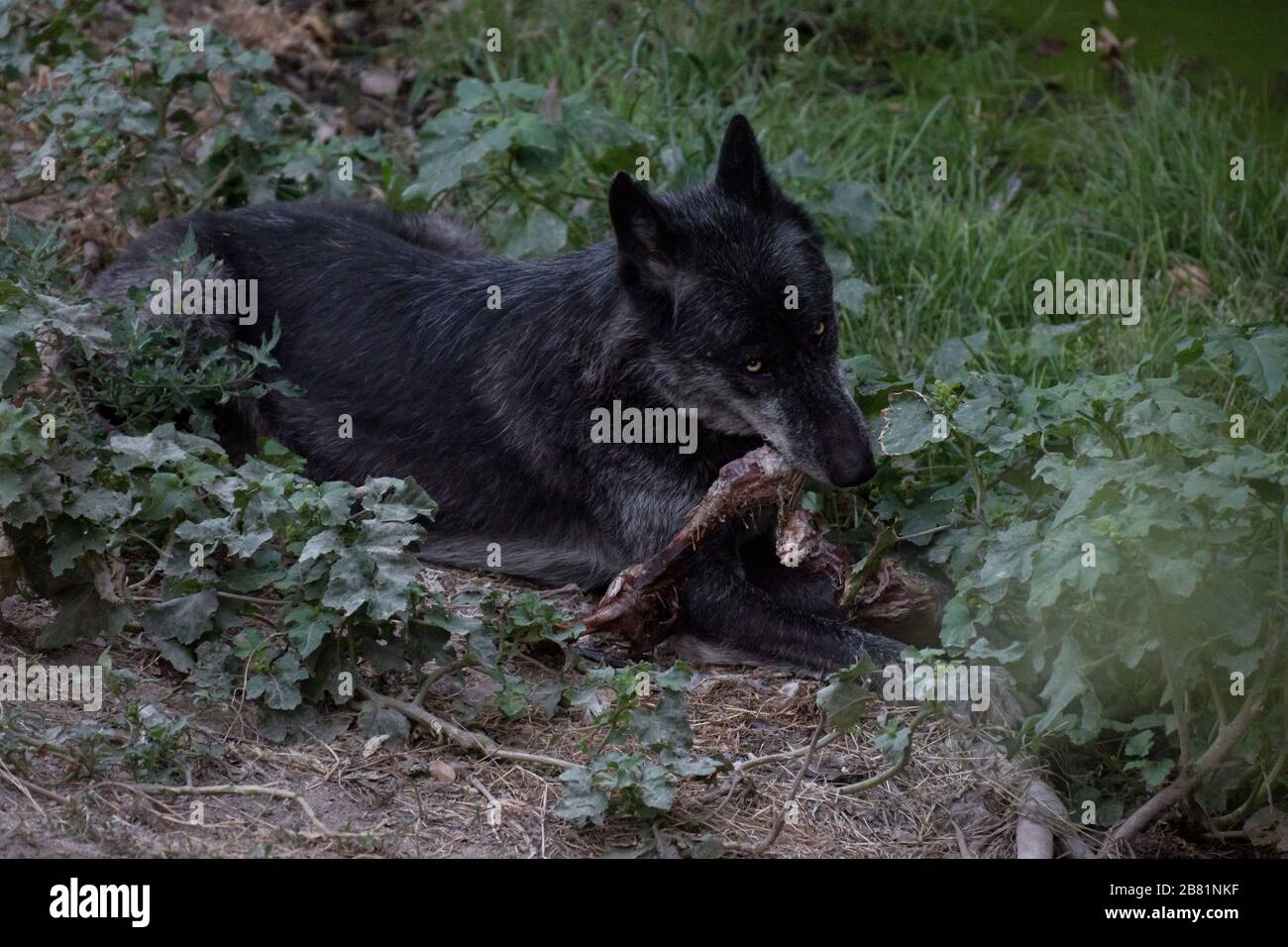 Portrait of a beautiful black northwestern wolf eating a pig leg in the ...