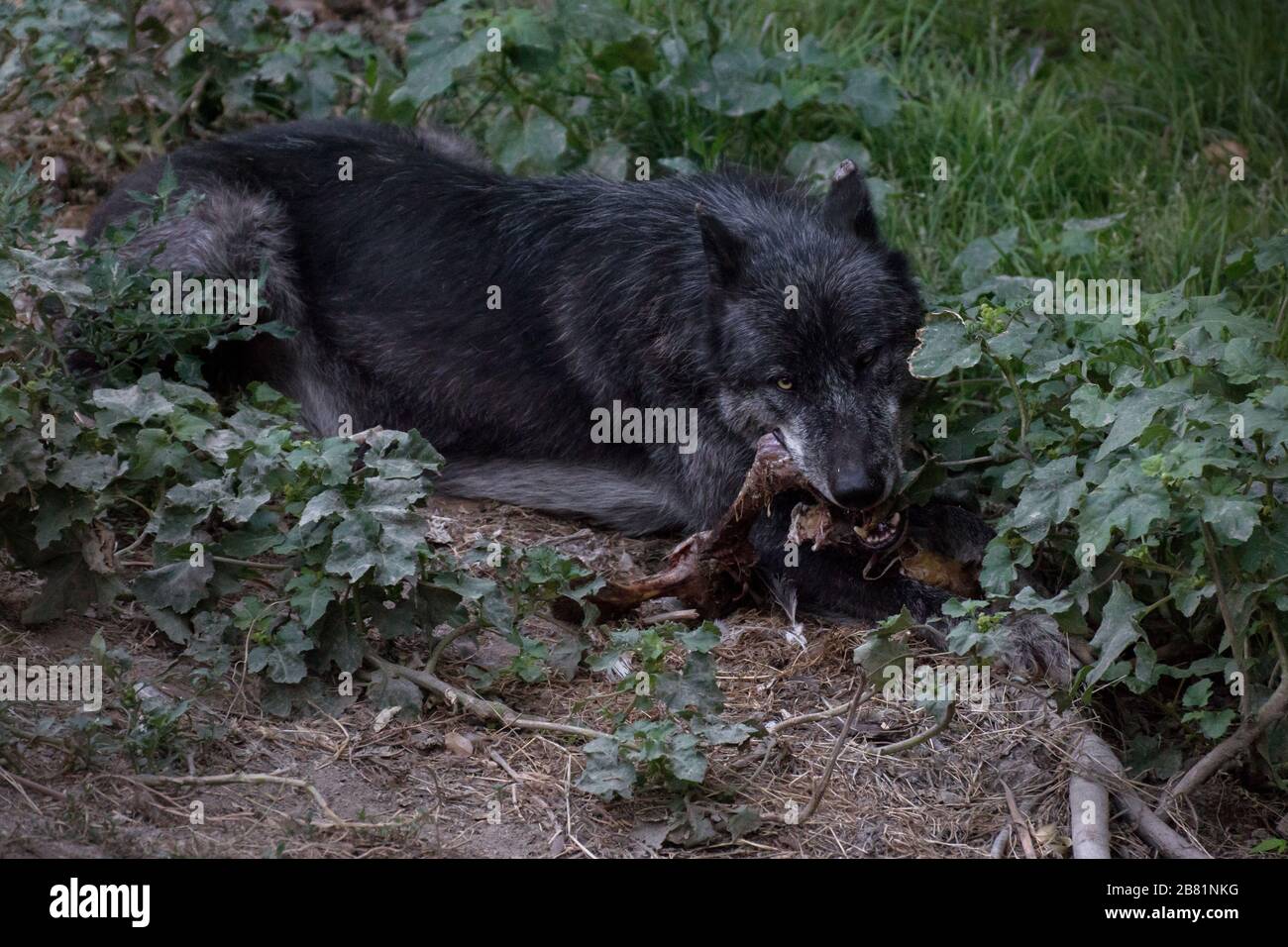 Dead Black Wolf