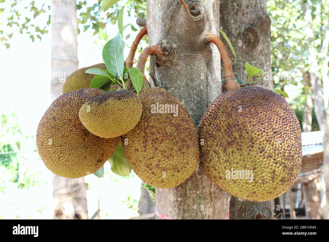 Growing fresh small jackfruit hi-res stock photography and images - Alamy