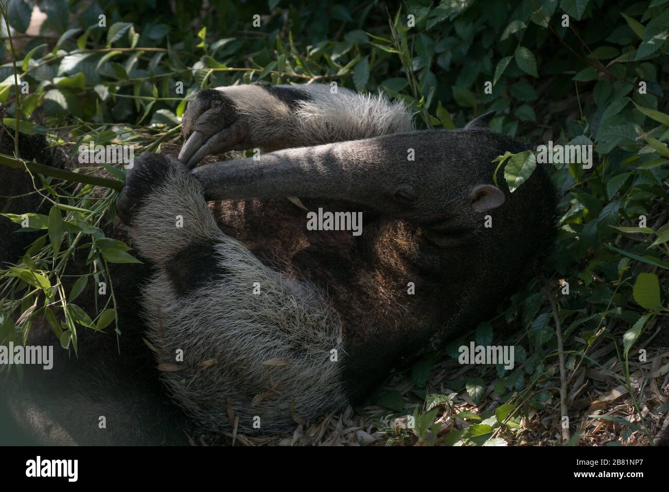 Adorable moment of a female giant anteater playing with her calf on the ...