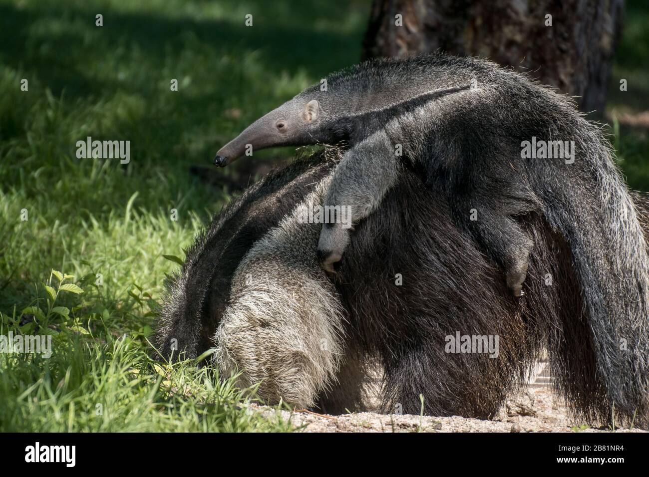 Giant anteater claws hi-res stock photography and images - Alamy