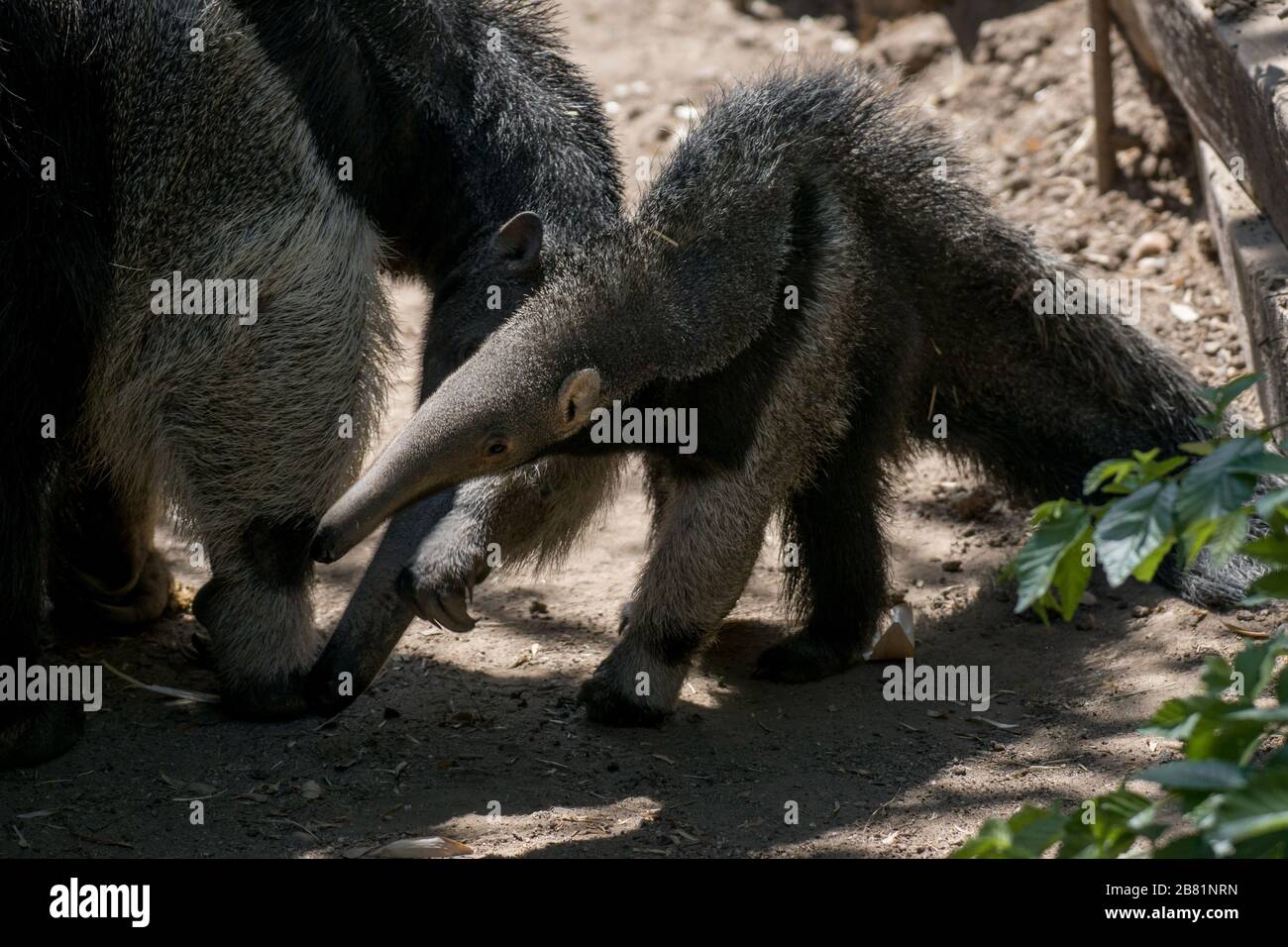 Baby anteater eating hi-res stock photography and images - Alamy