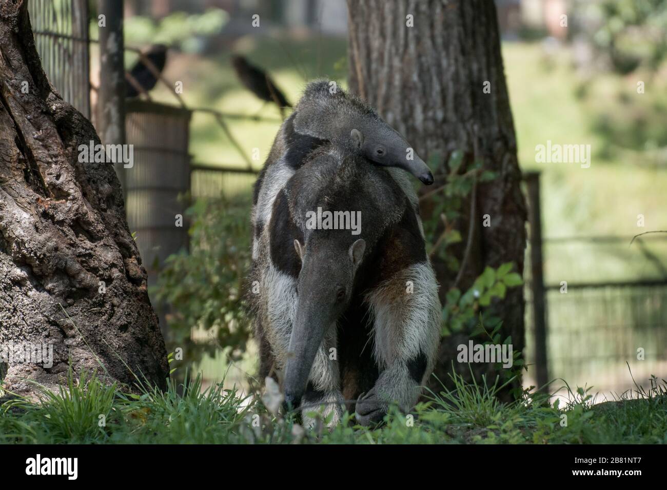 Portrait of a giant anteater carrying its calf on its back walking on ...