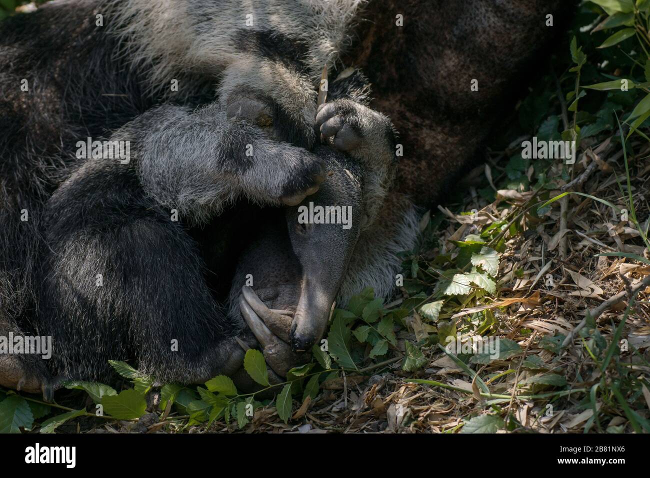 Adorable moment of a female giant anteater playing with her calf on the ...