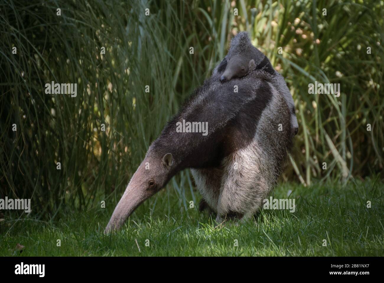 Portrait of a giant anteater carrying its calf on its back walking on ...