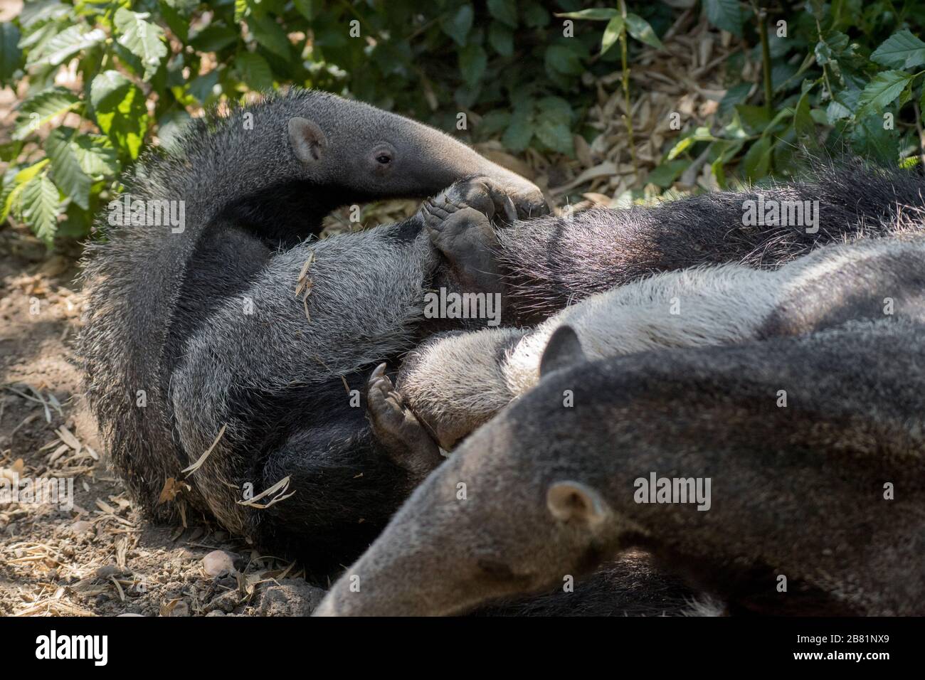 Adorable moment of a female giant anteater playing with her calf on the ...