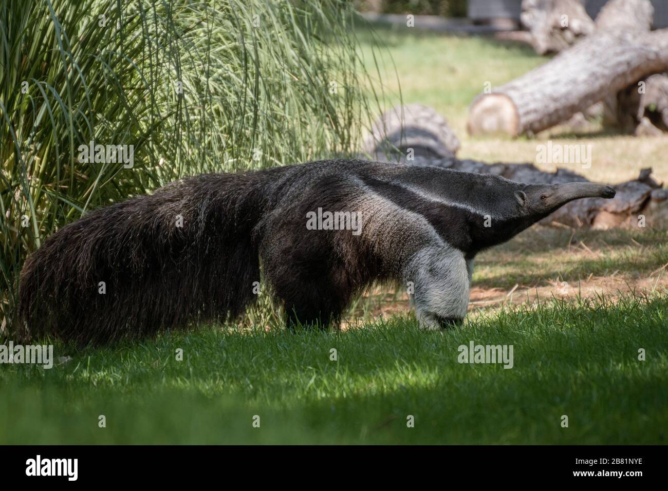 Baby anteater eating hi-res stock photography and images - Alamy