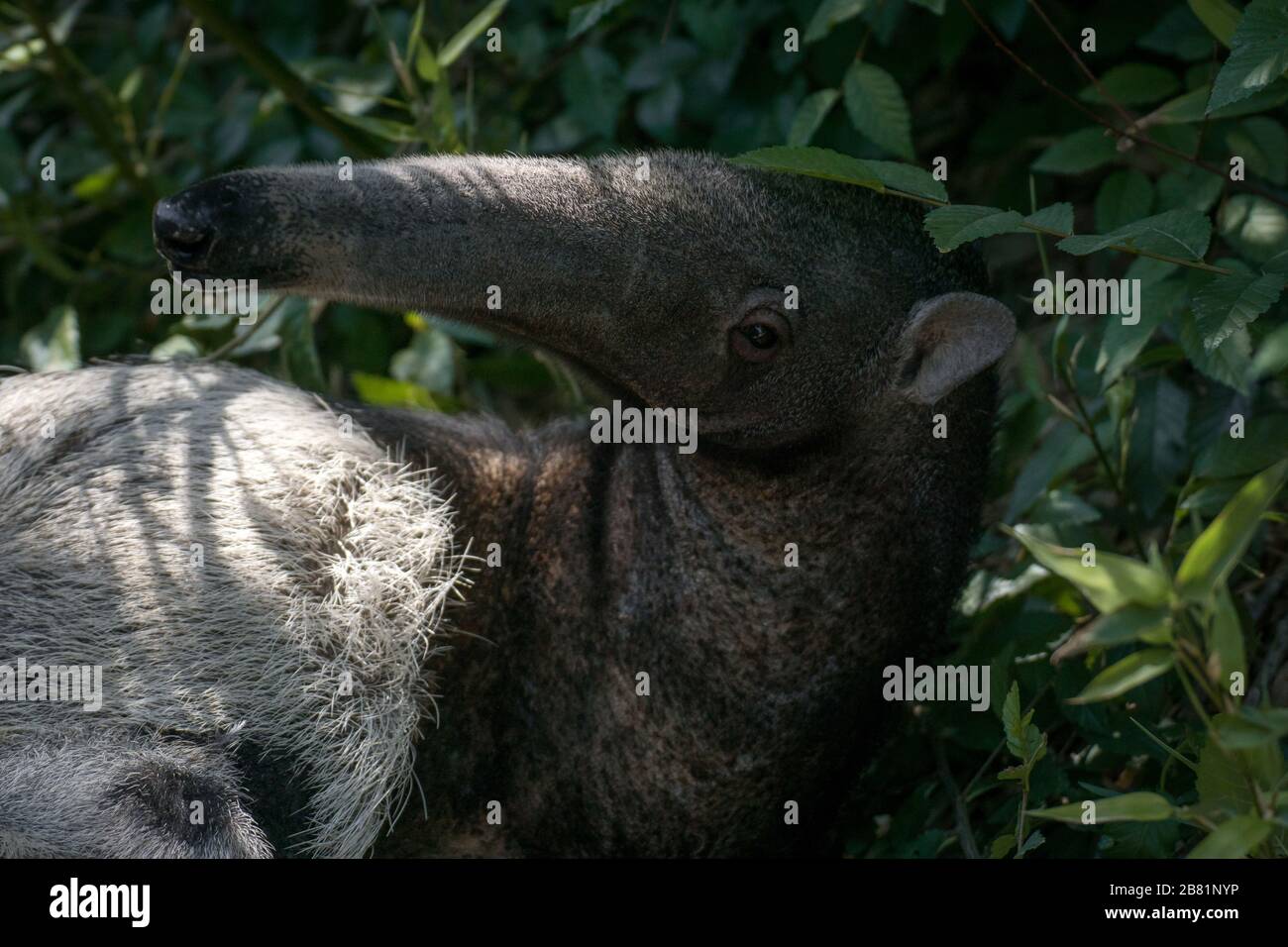 Adorable moment of a female giant anteater playing with her calf on the ...