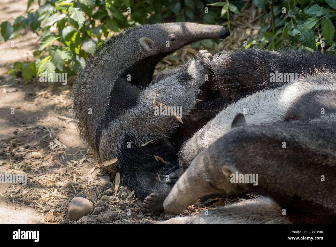 Adorable moment of a female giant anteater playing with her calf on the ...