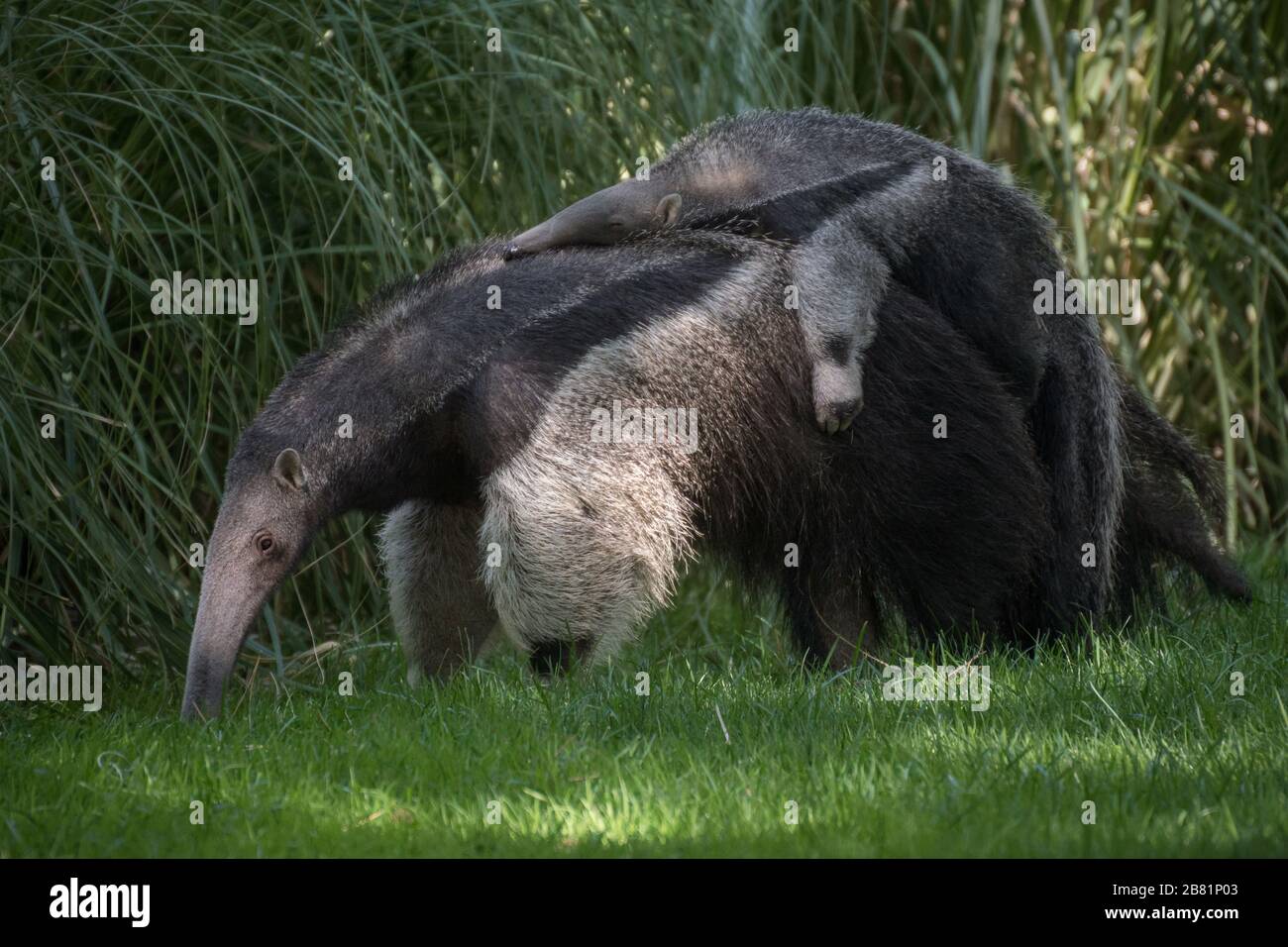 Portrait of a giant anteater carrying its calf on its back walking on ...