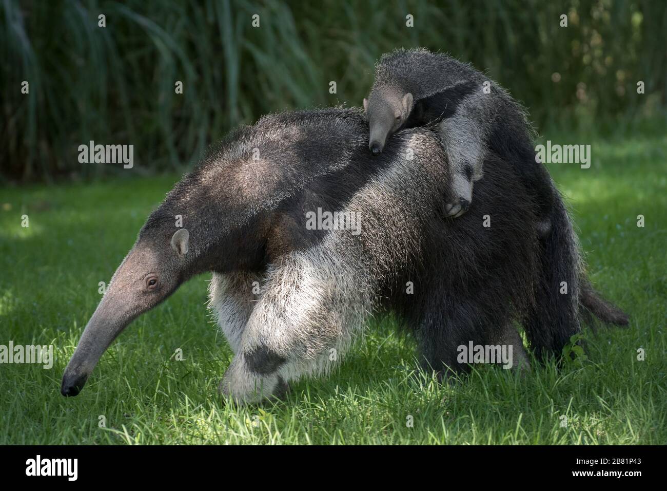 Portrait of a giant anteater carrying its calf on its back walking on ...