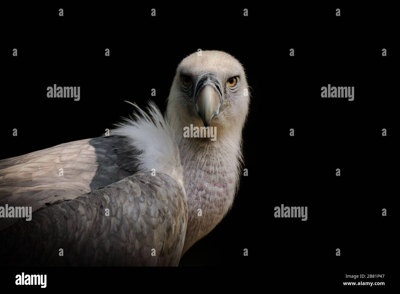 Vulture face portrait hi-res stock photography and images - Alamy