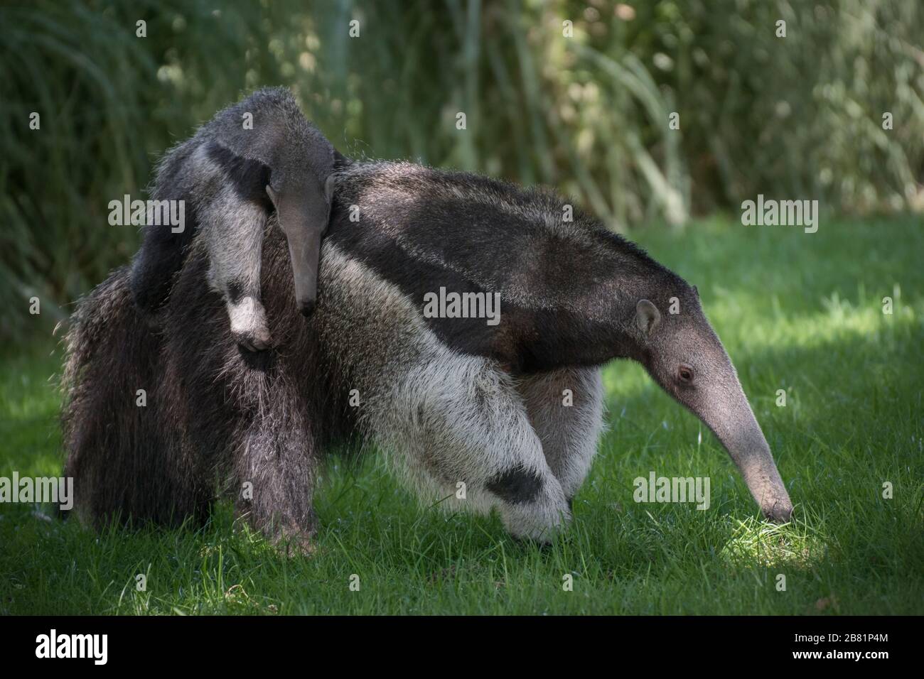 Baby anteater eating hi-res stock photography and images - Alamy