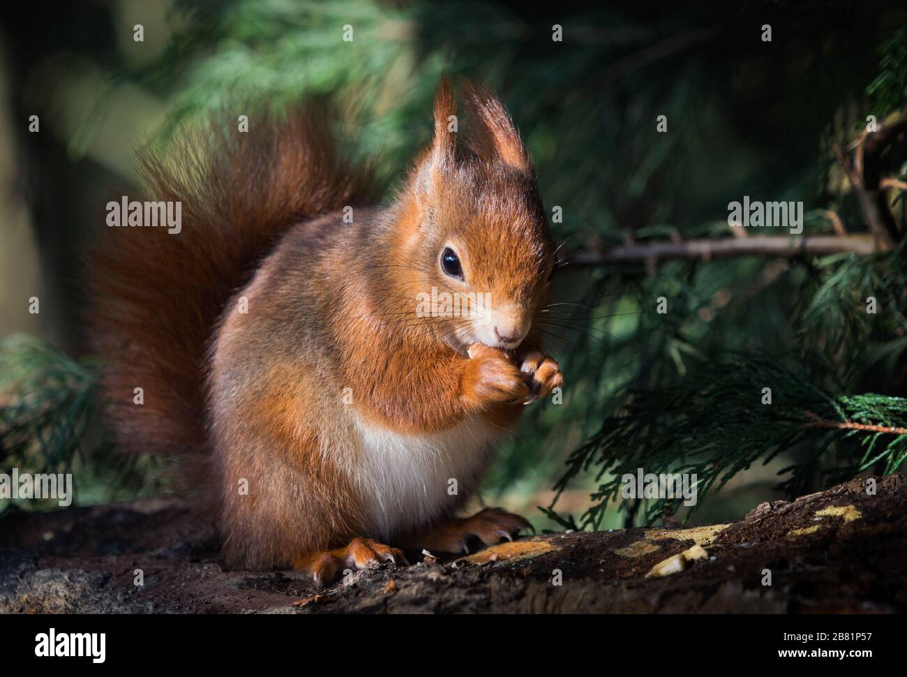 Red rodent hi-res stock photography and images - Alamy