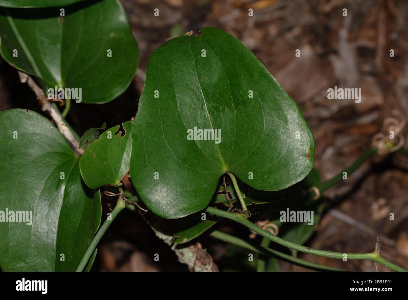 Smilax High Resolution Stock Photography and Images - Alamy
