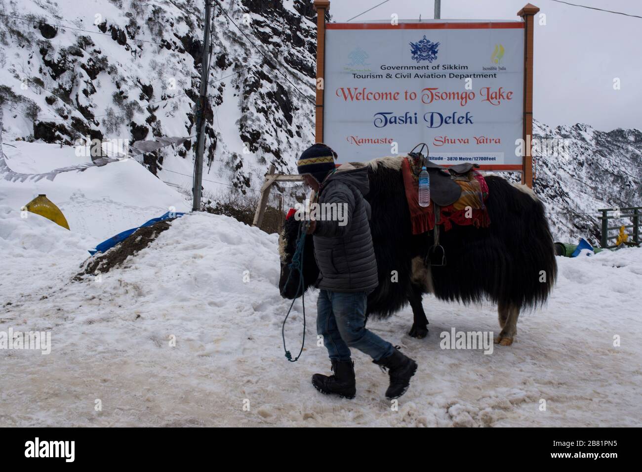 India yak hi-res stock photography and images - Alamy