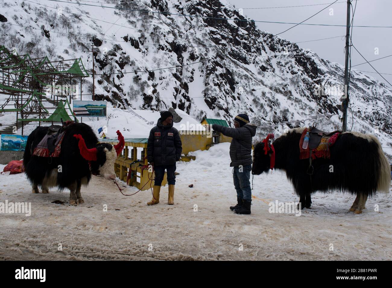 Yak snow hi-res stock photography and images - Alamy