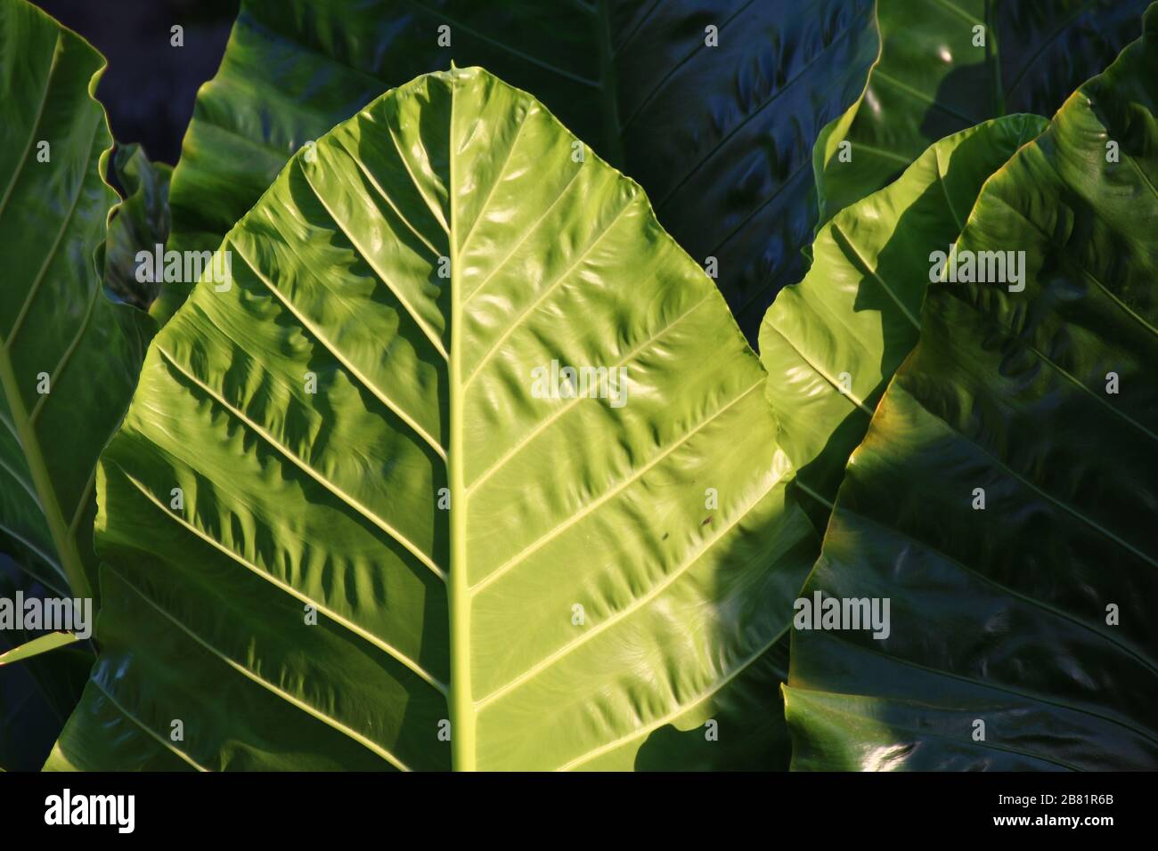 Big leaf, Large leaves green in forest, leaves close up Stock Photo - Alamy