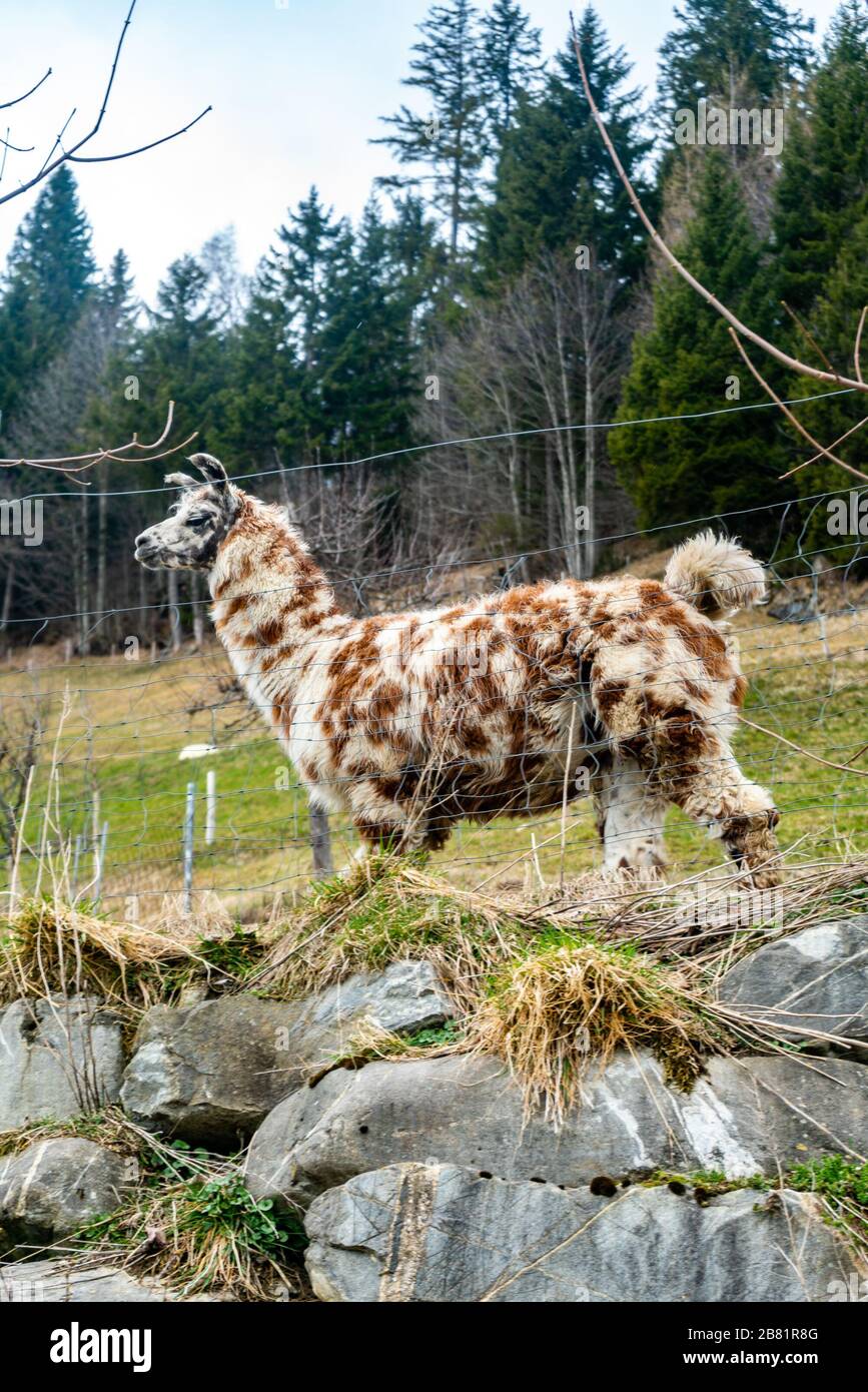 Lama in Adelboden, Schweiz, neugieriges Lama, in einem Gehege, gefleckt ...