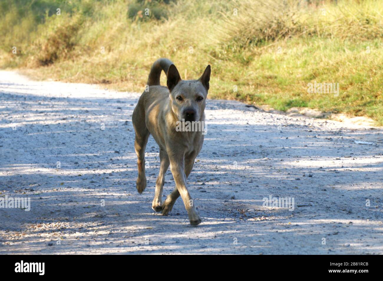 Dog running, Guard dog run, Fierce dog beware, Ugly dog Stock Photo - Alamy
