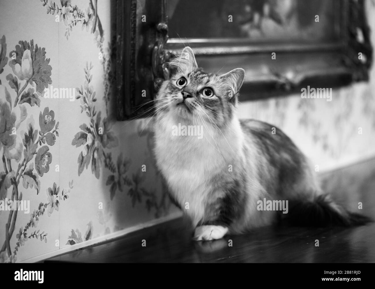 Chat room background Black and White Stock Photos & Images - Alamy