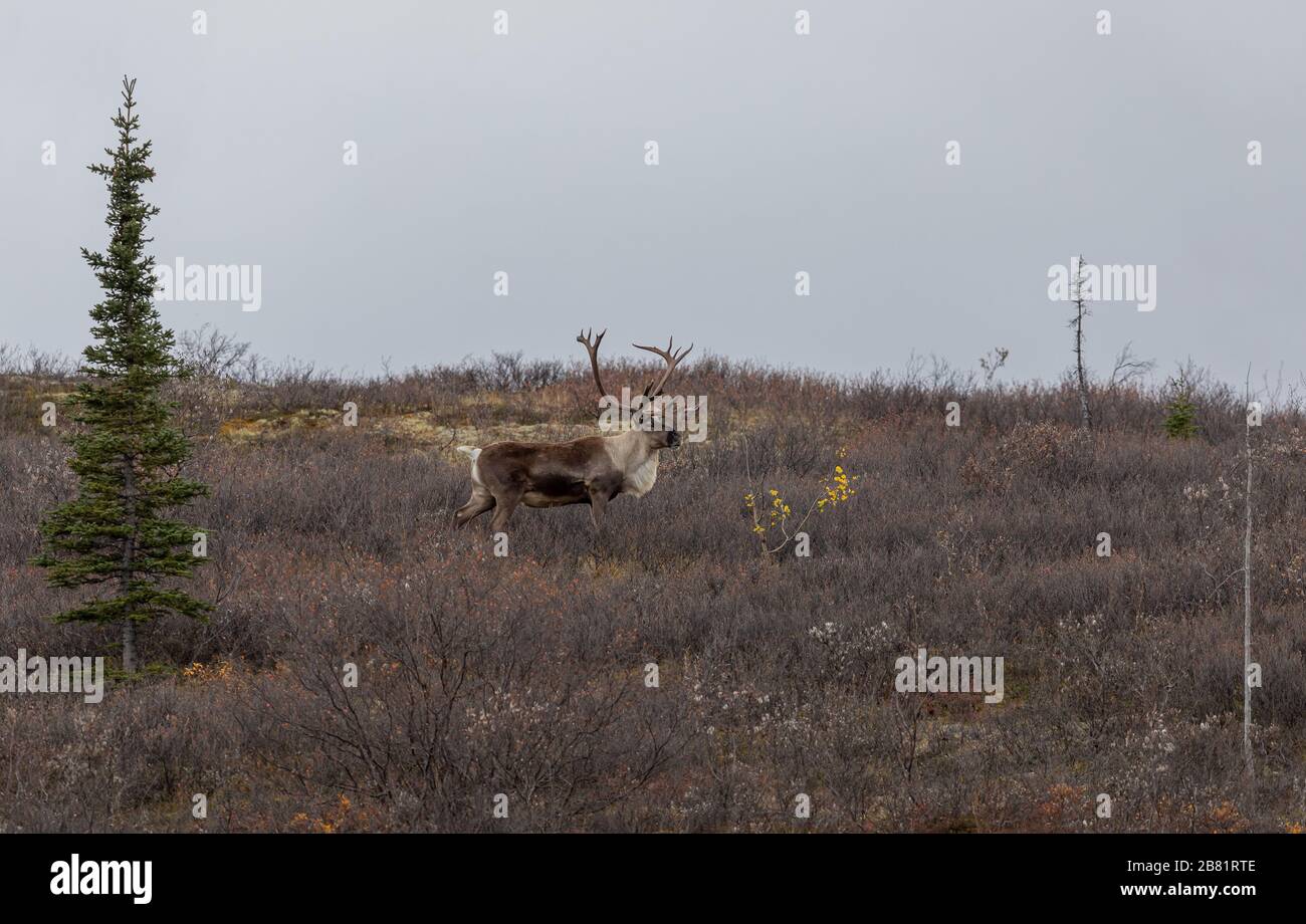 Bull barren ground caribou hi-res stock photography and images - Alamy