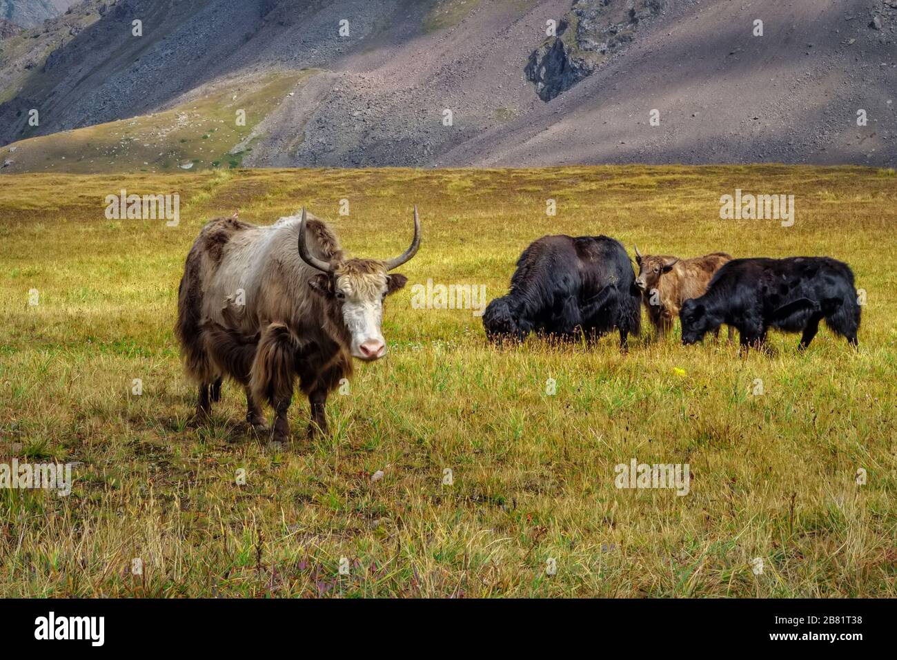 Yak-Tibetan cow. Yaks graze in a mountain valley. Yak is farm an d ...