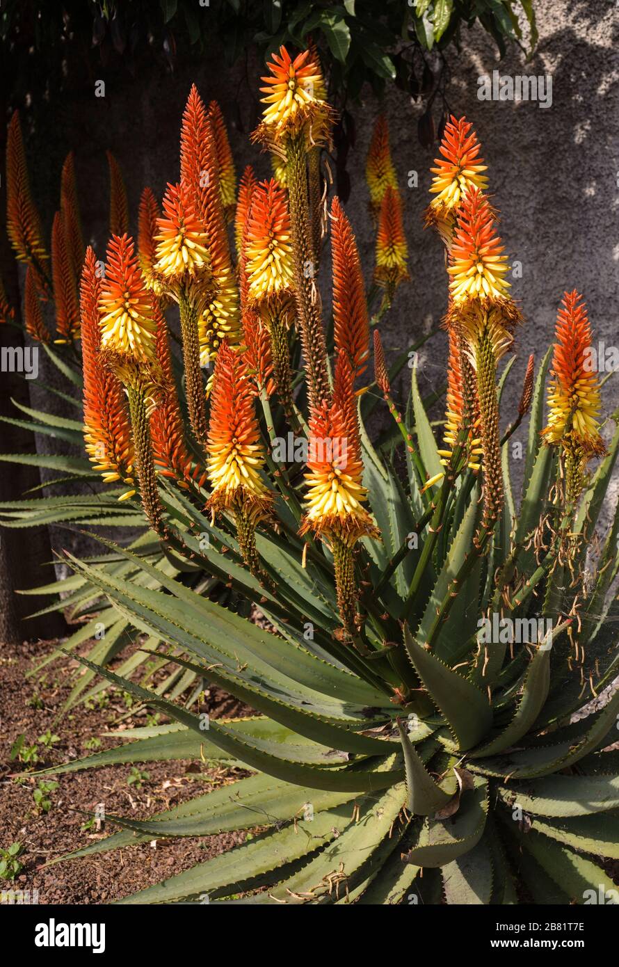 Aloe mutabilis hi-res stock photography and images - Alamy