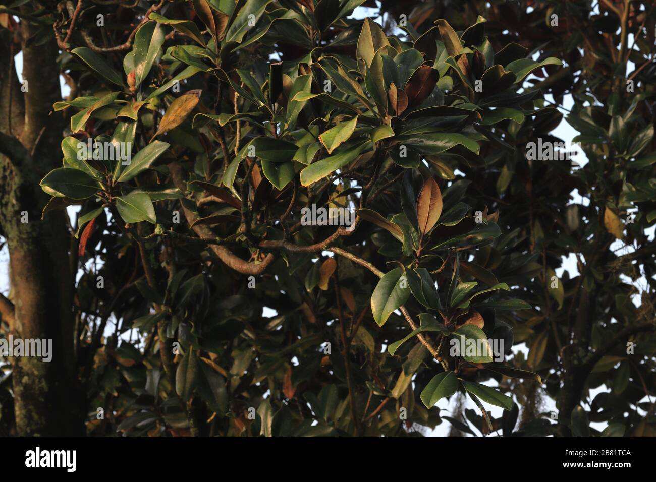 Magnolia leaves hi-res stock photography and images - Alamy