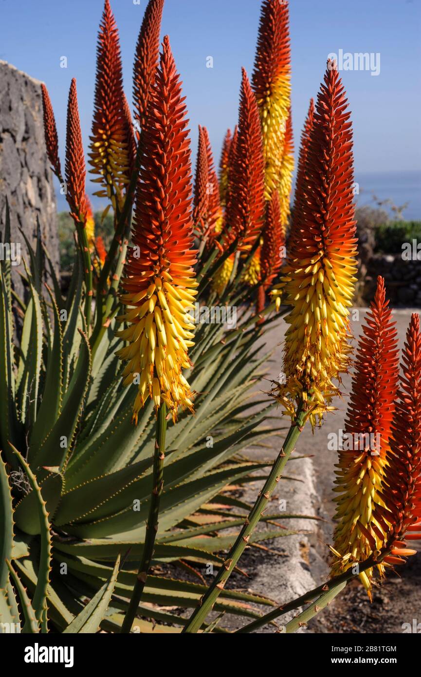 Aloe mutabilis hi-res stock photography and images - Alamy