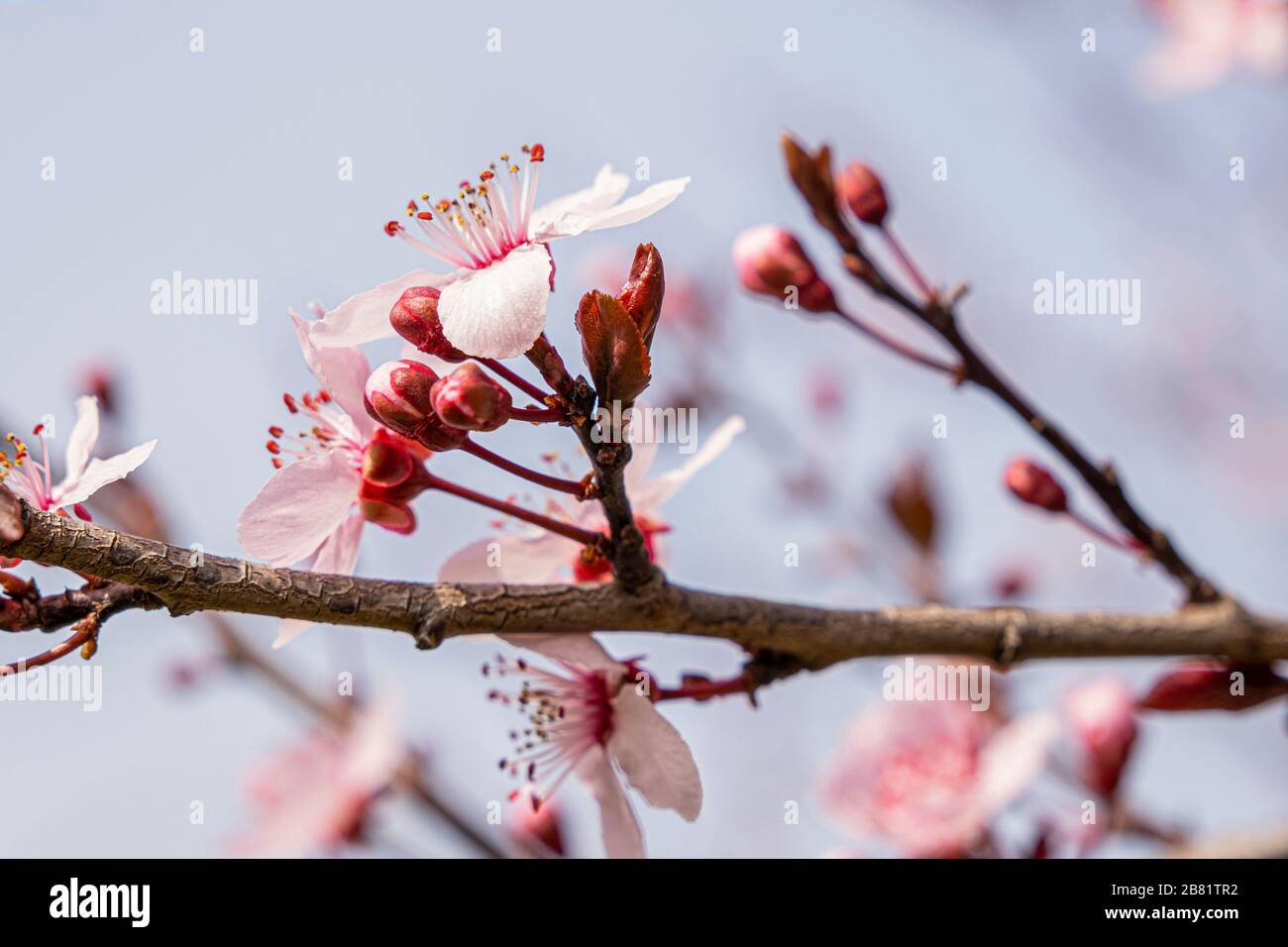 Different images of Cherry blossom Stock Photo - Alamy