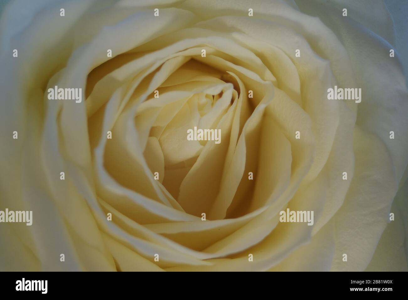 White roses Flower Arrangement in a glass vase Stock Photo - Alamy
