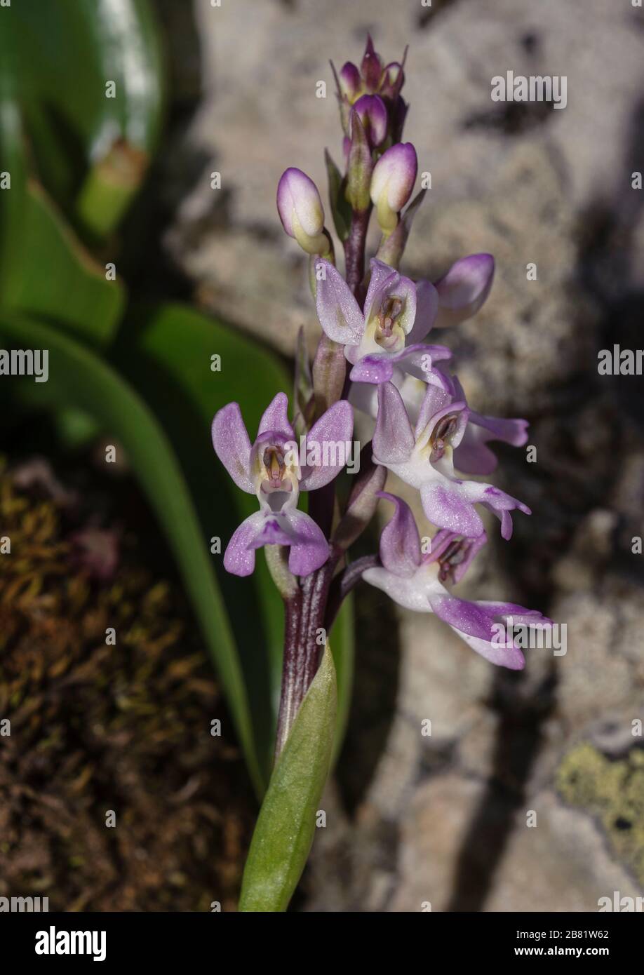Orchis patens ssp canariensis hi-res stock photography and images - Alamy