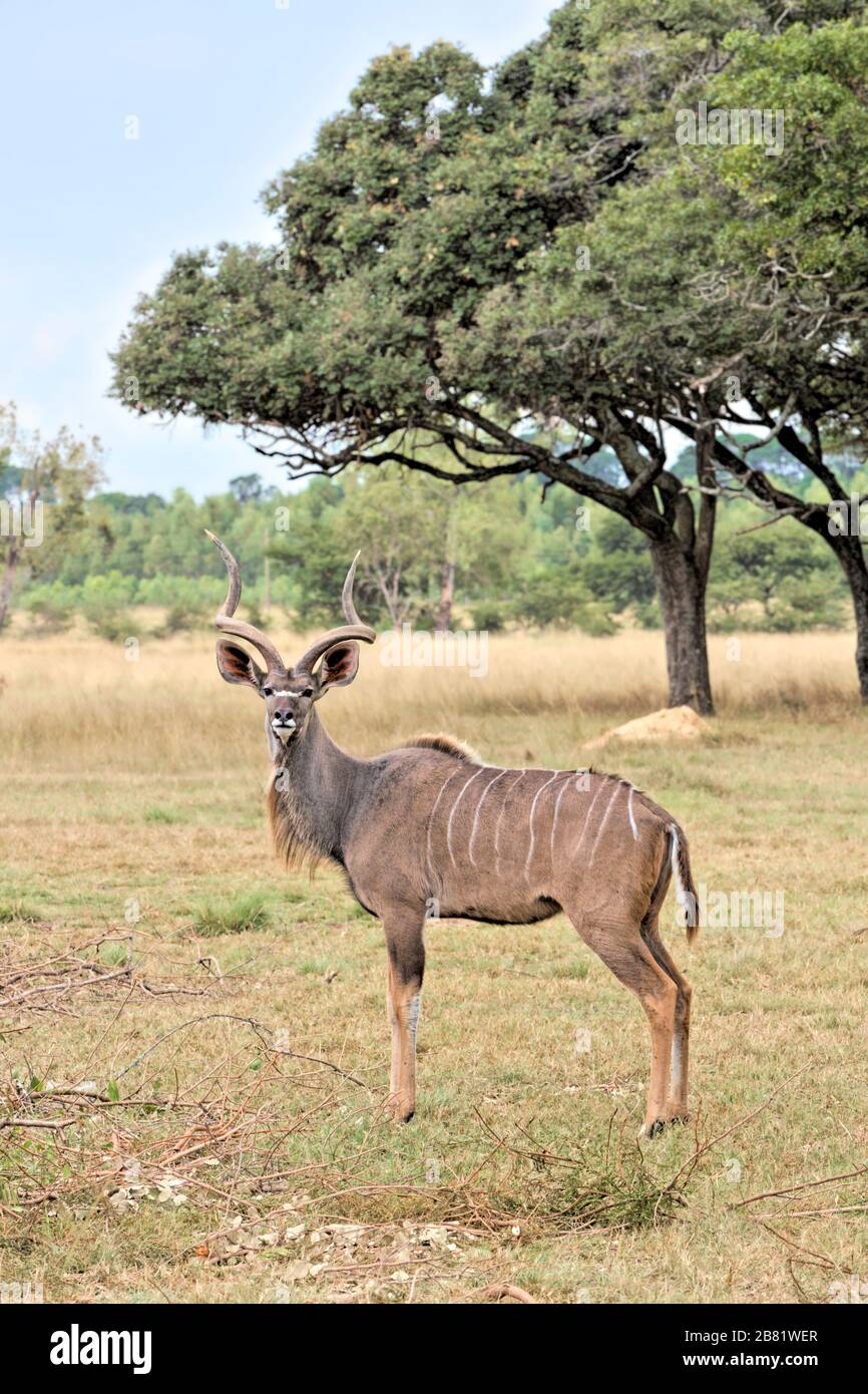 African wild greater kudu bull hi-res stock photography and images - Alamy