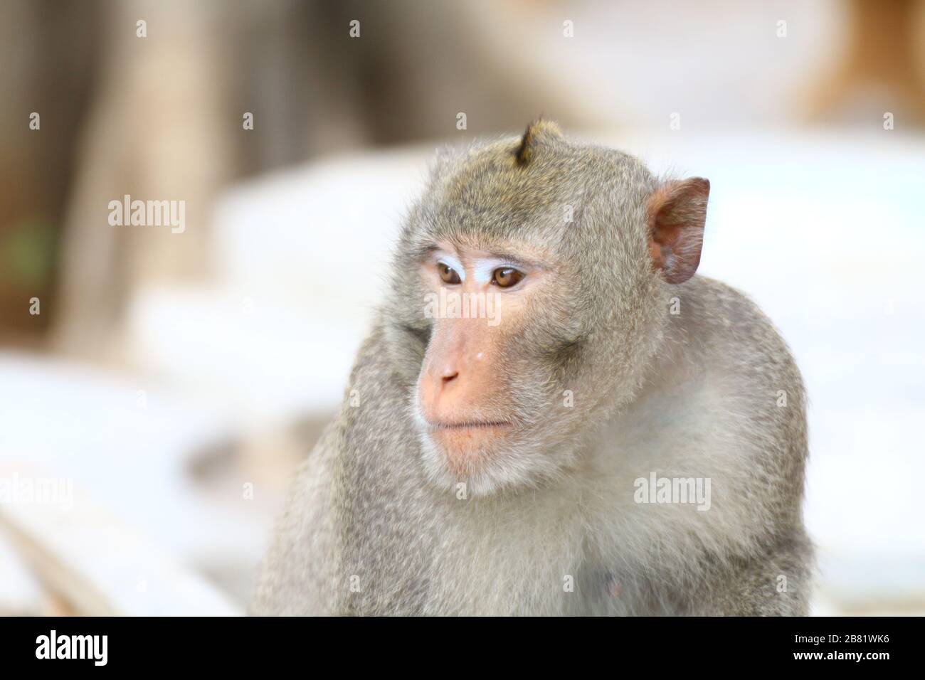 Monkey, Monkey face portrait, Jungle Monkey close up, Monkey Ape Stock ...