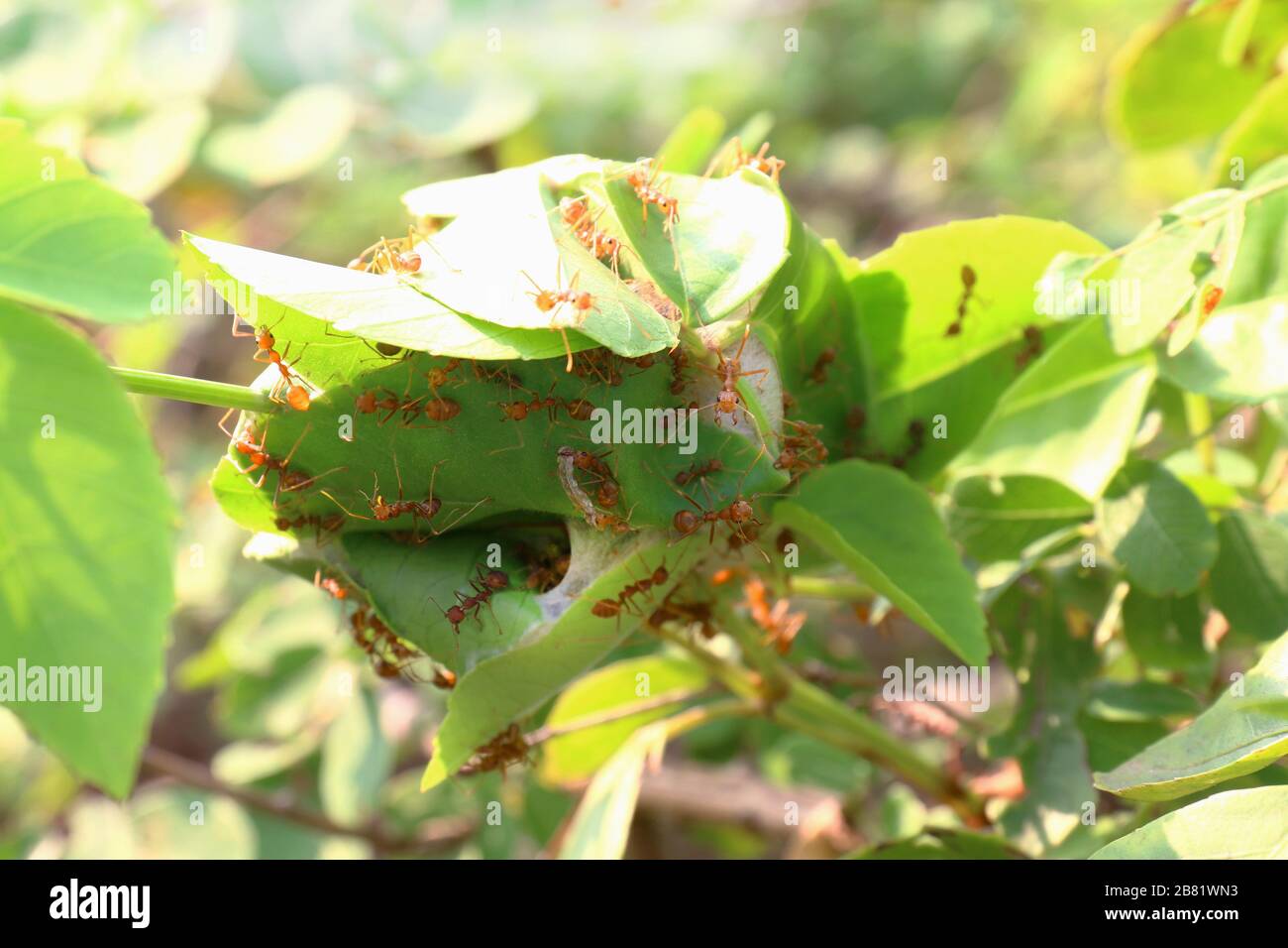 Ant, Red ant nest in forest nature Stock Photo - Alamy