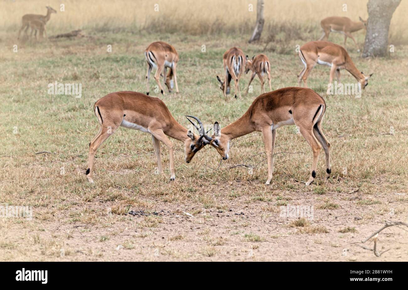 Impala males (rams) fighting for supremacy on the savanna Stock Photo ...