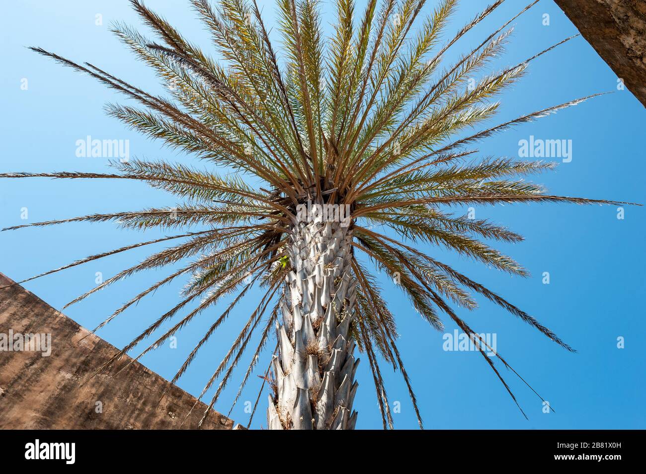 Palm tree in The monastery of Arkadi, Crete, Greece Stock Photo - Alamy