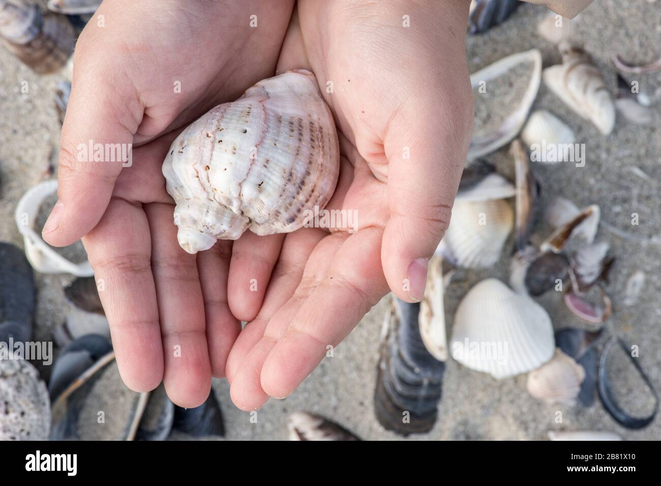 human hands holding a shell Stock Photo - Alamy