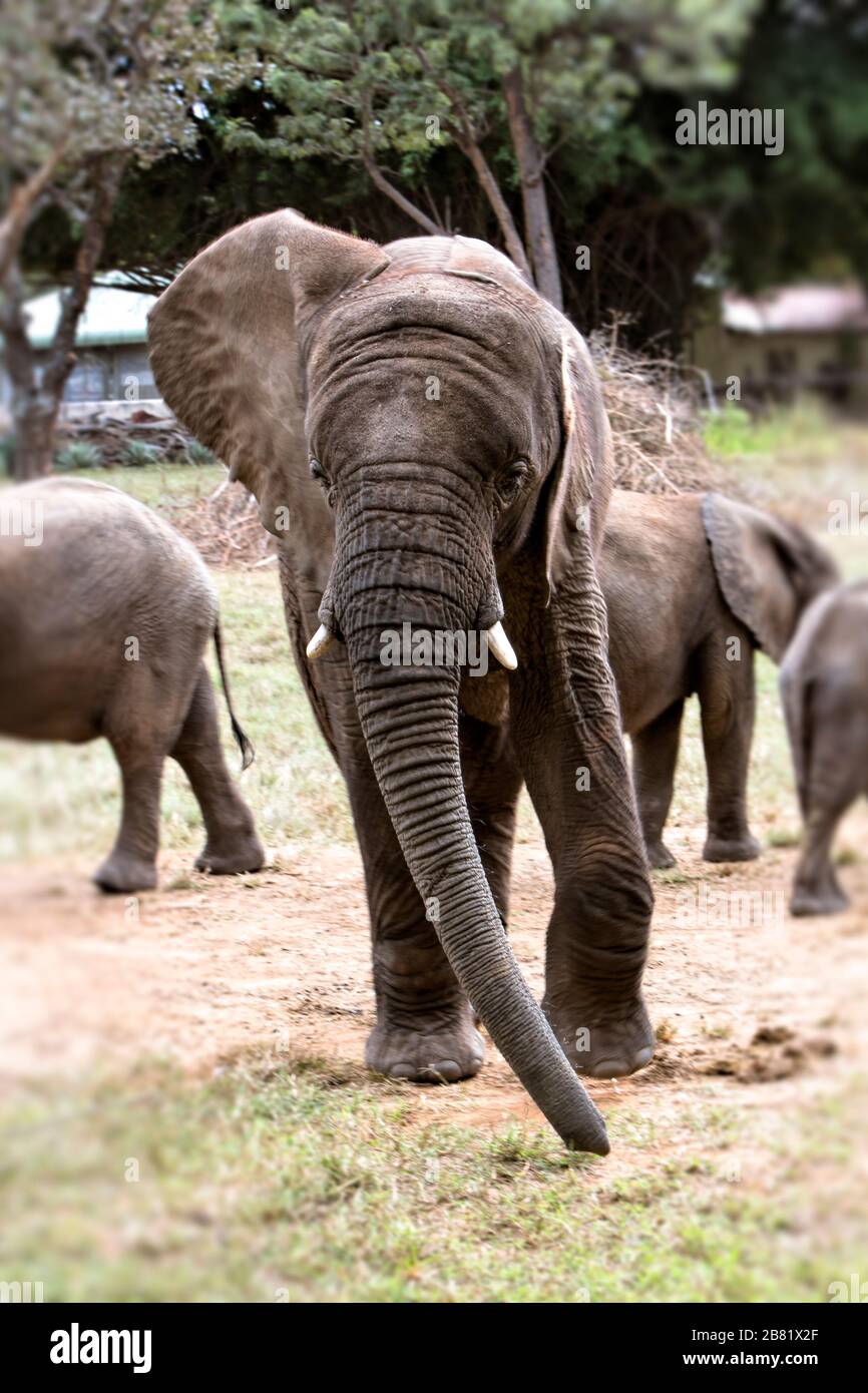 African elephant walking savanna hi-res stock photography and images ...