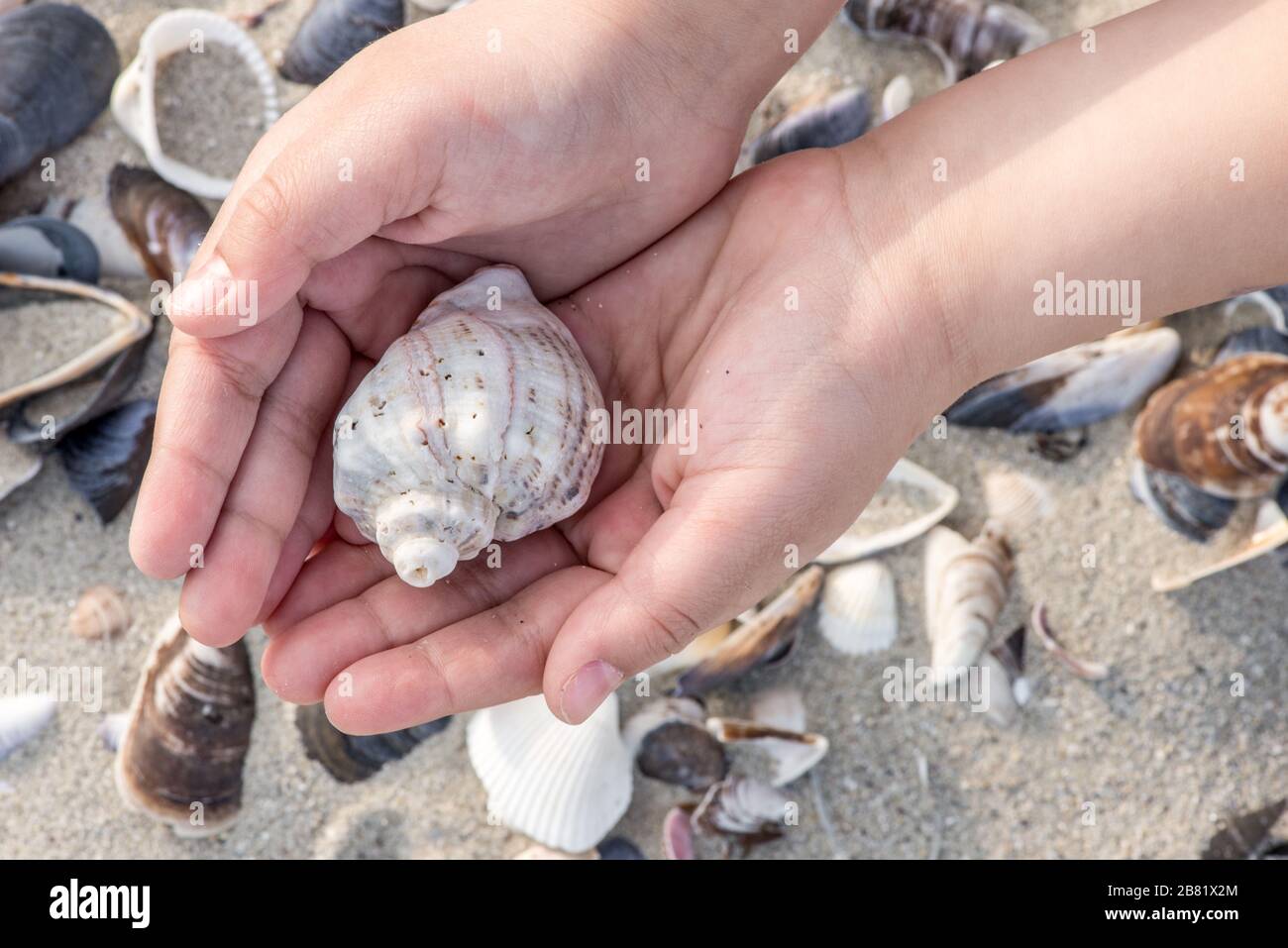 human hands holding a shell Stock Photo - Alamy