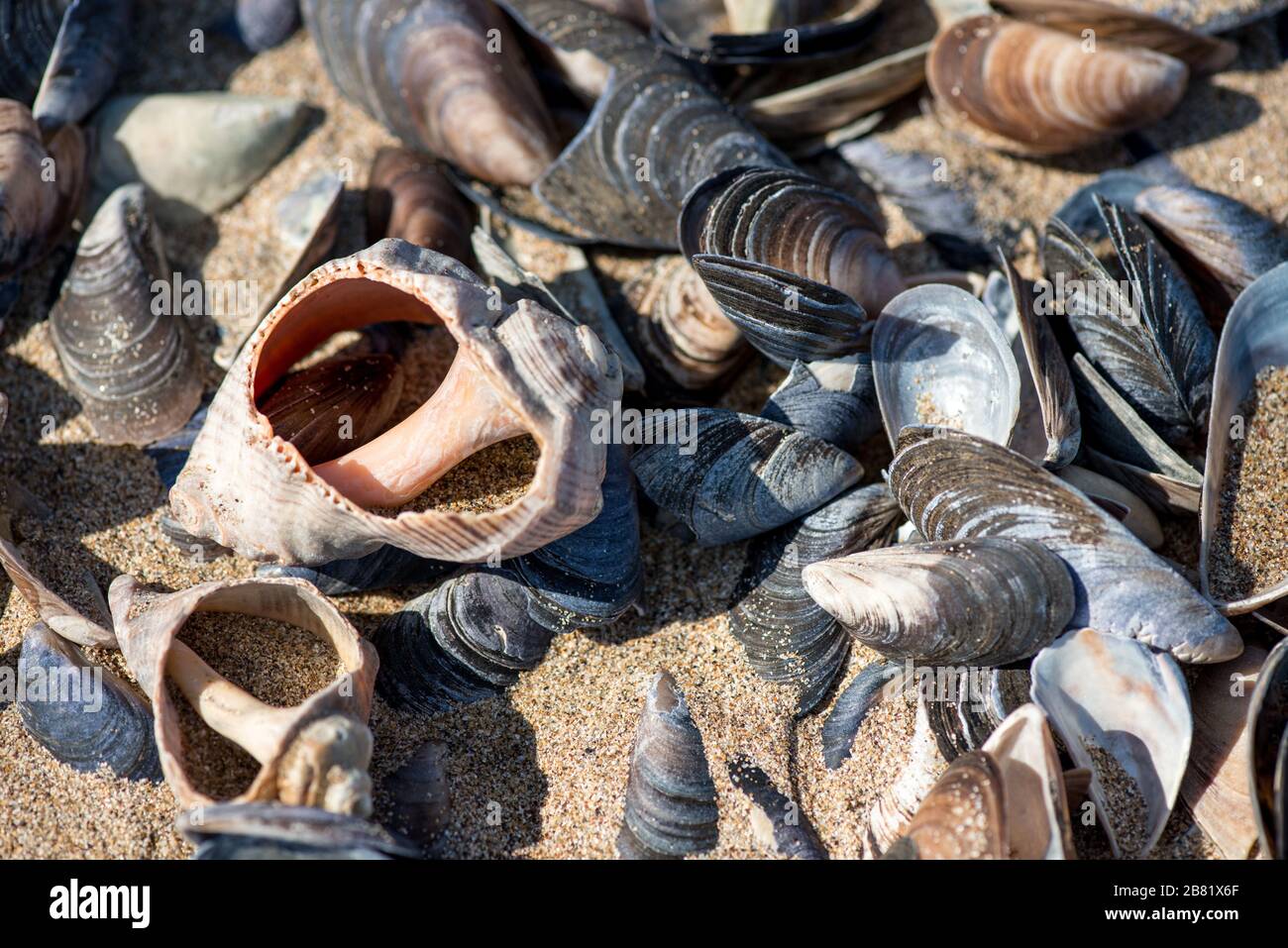 Shell on the beach Stock Photo - Alamy