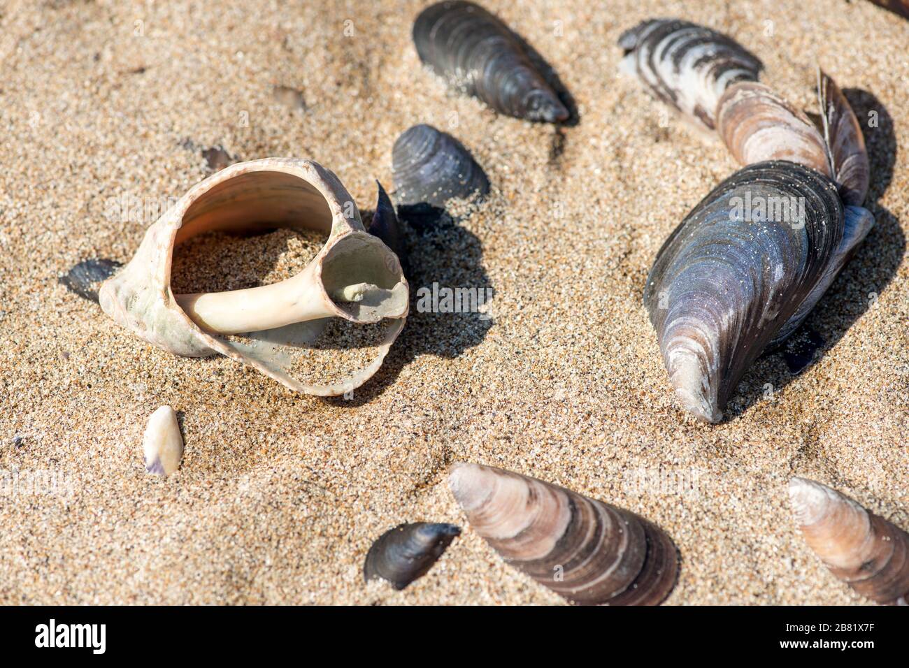 Shell on the beach Stock Photo - Alamy
