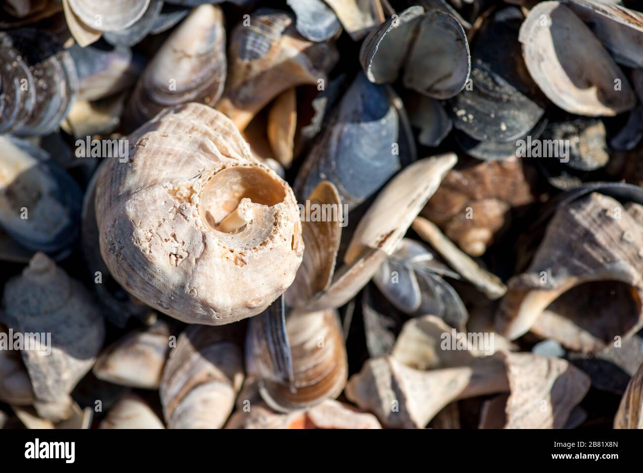Shell on the beach Stock Photo - Alamy