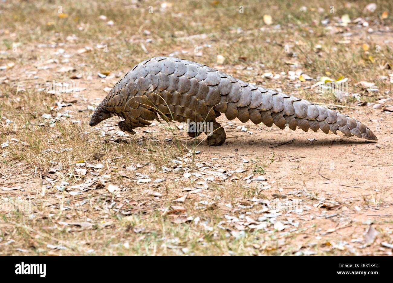 Pangolin hi-res stock photography and images - Alamy