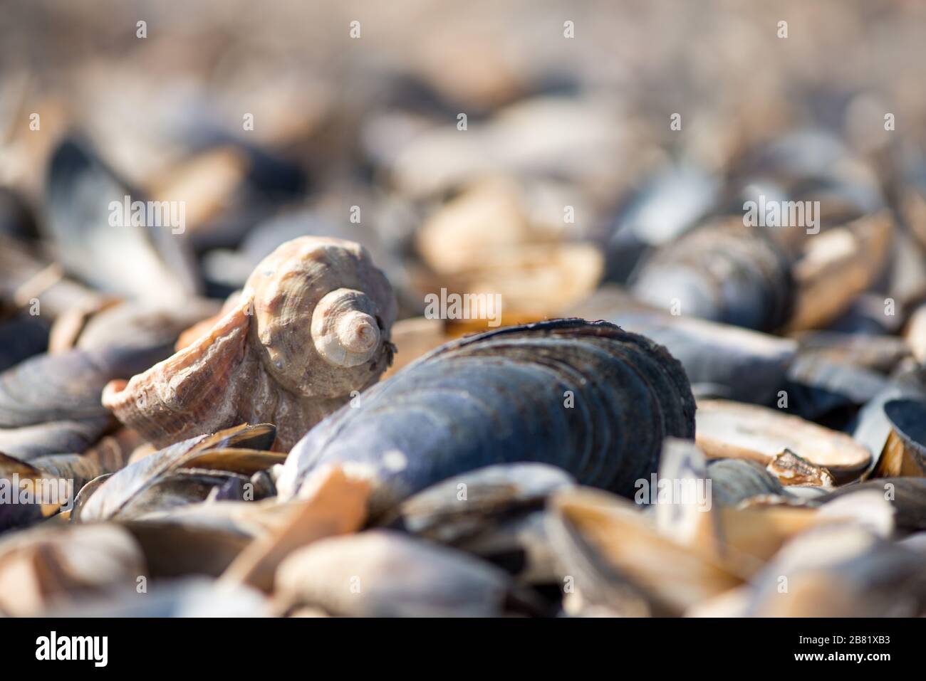 Shell on the beach Stock Photo - Alamy