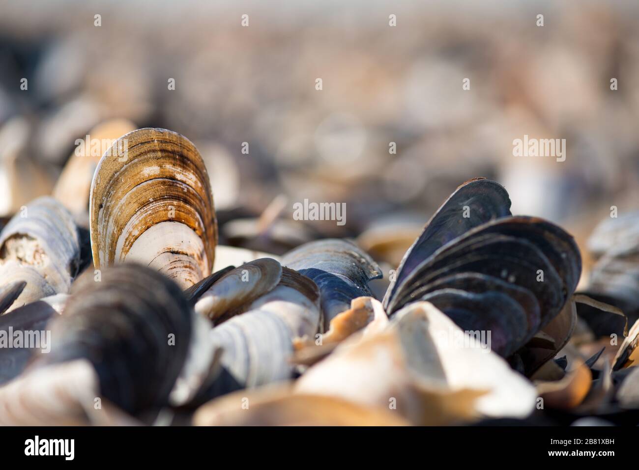Shell on the beach Stock Photo - Alamy