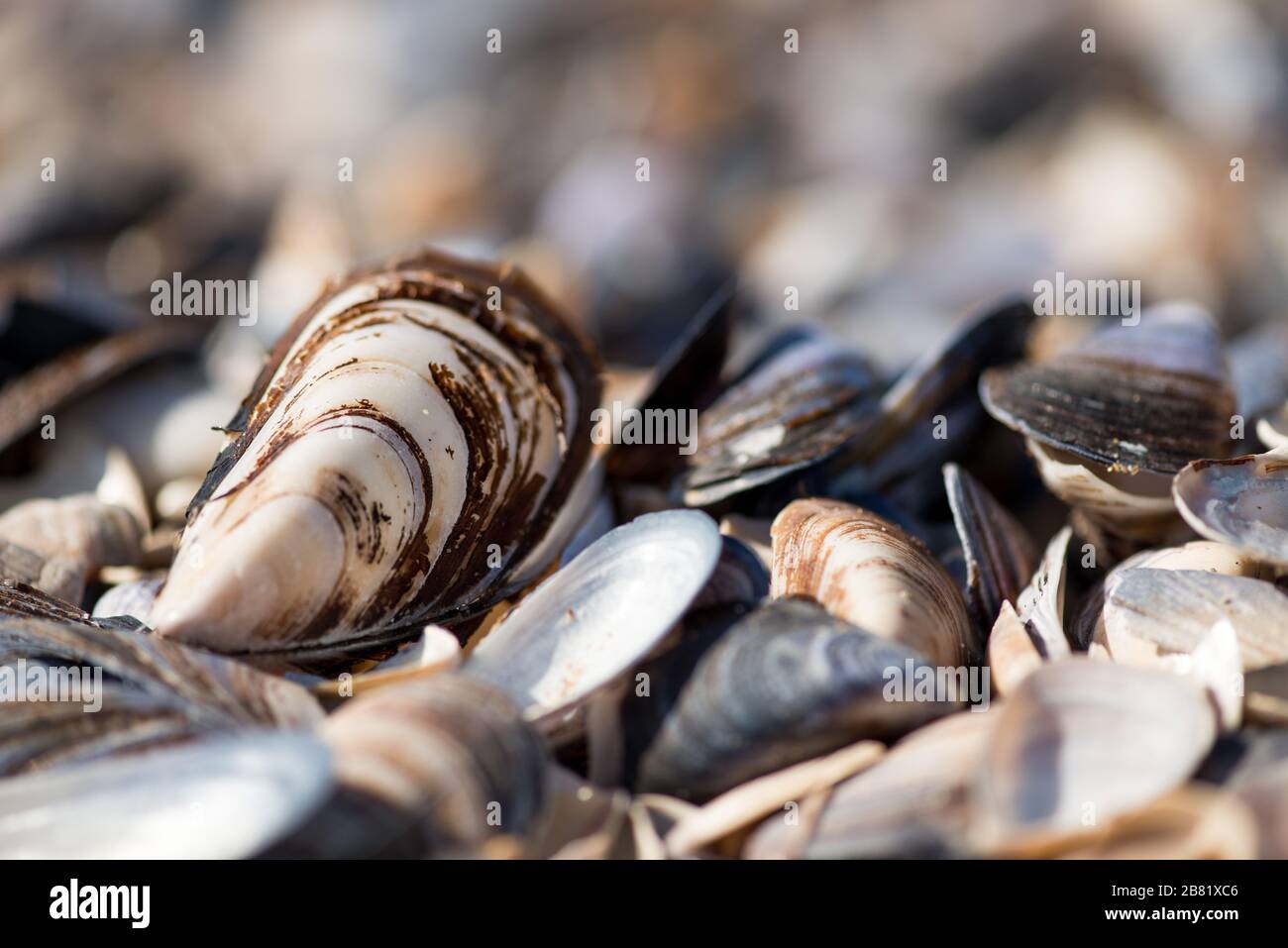 Shell on the beach Stock Photo - Alamy