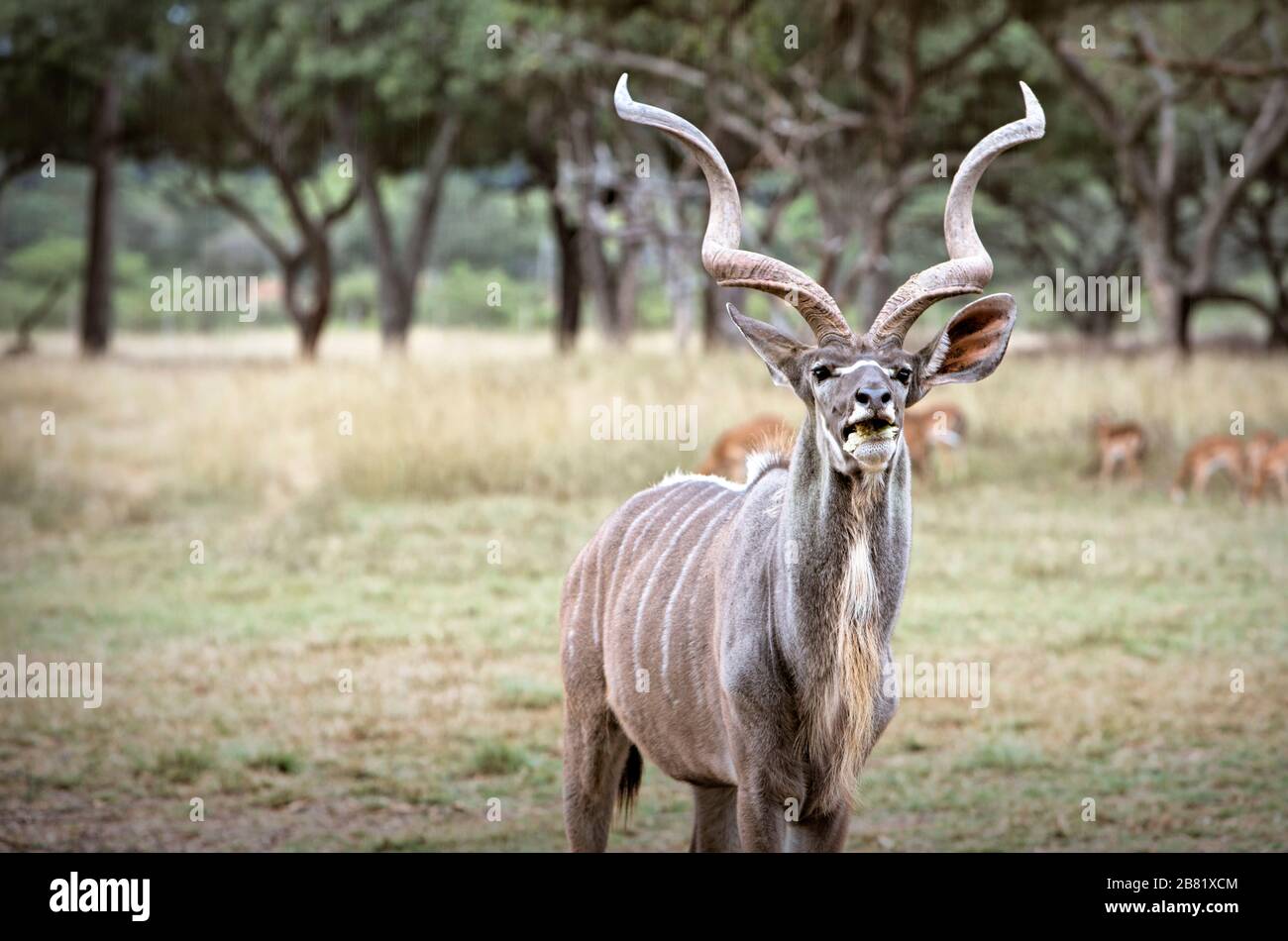 African wild greater kudu bull hi-res stock photography and images - Alamy